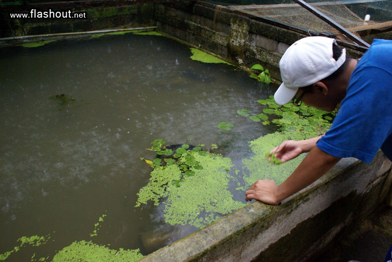 Aquaponics - The future of agriculture in farming and planting: January ...