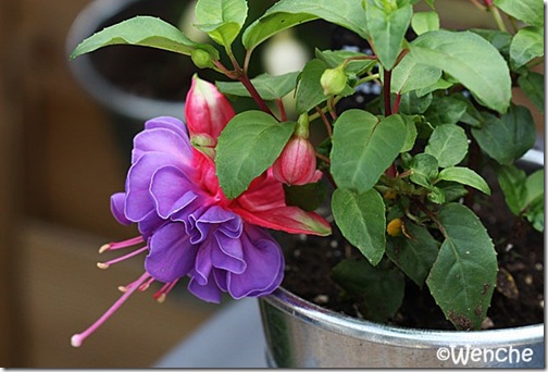 'Deep Purple' | Wenches Fuchsia
