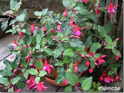 'Beacon' | Wenches Fuchsia
