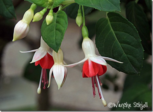 Galadriel | Wenches Fuchsia