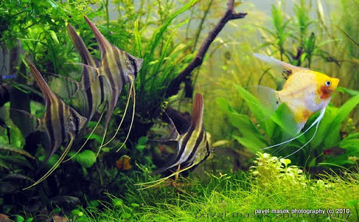 FS true Altum angelfish - Bay Area only | Aquatic Plant Forum