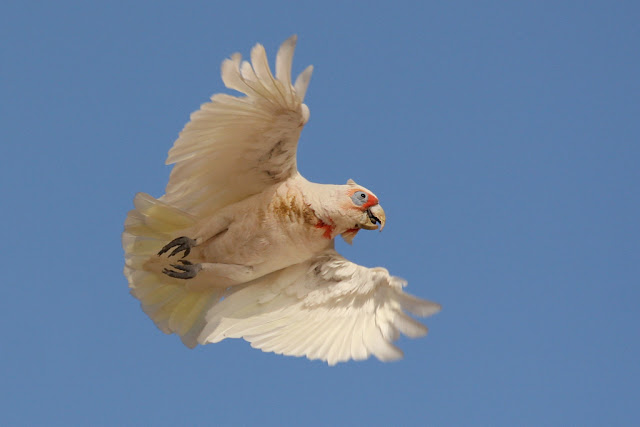 | Portraits of Australian Animals | Tilcheff | bloG |: Cockatoos