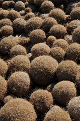 The Vicarious Traveller: Brown algal fuzz balls, Cagliari, Sardinia