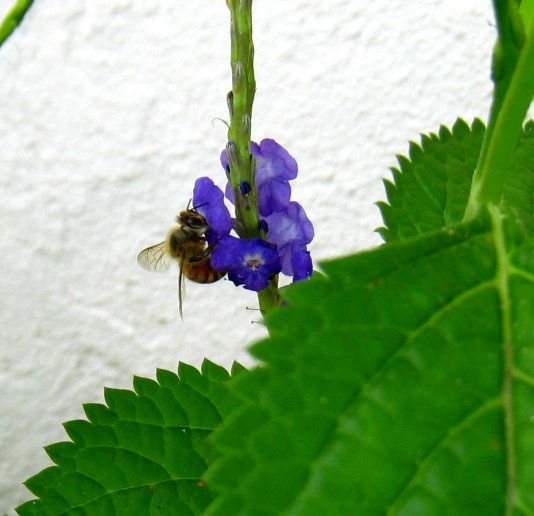 Western Honey Bee | Project Noah