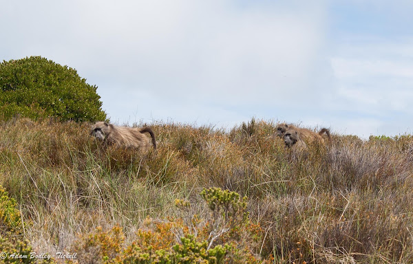 Chacma baboon | Project Noah