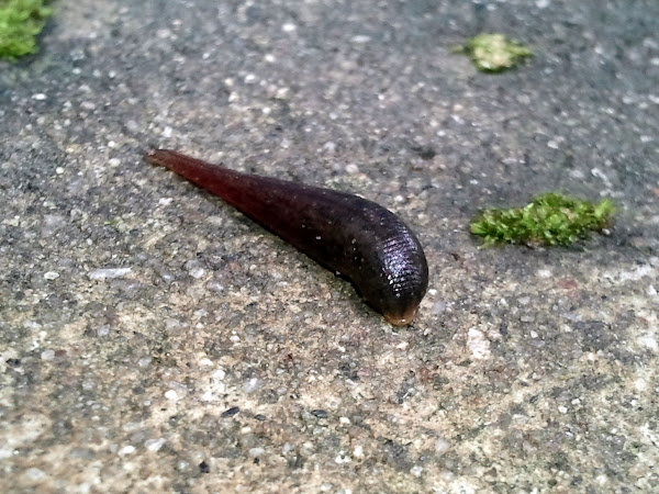 Leech | Project Noah