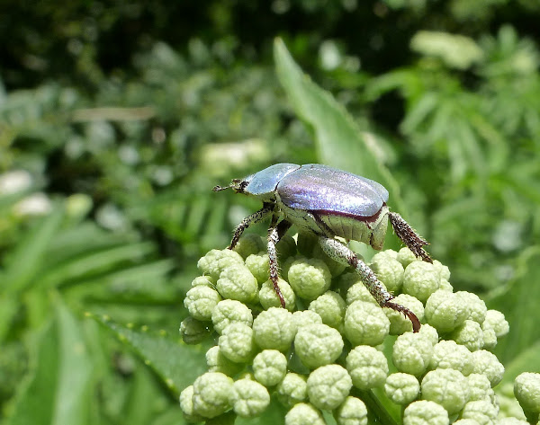 Blue Chafer (male) | Project Noah