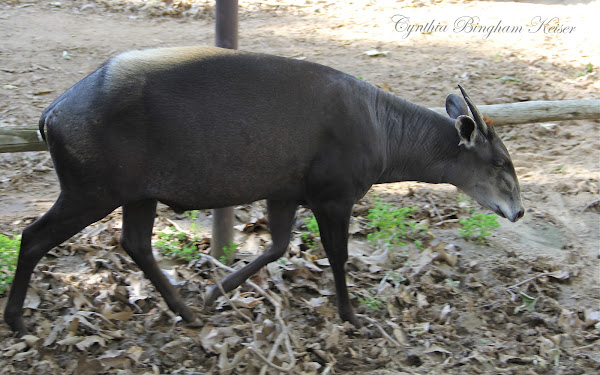 Yellow-backed Duiker | Project Noah