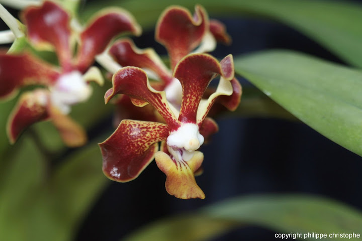 Vanda merrillii 'Peter' - Orchid Board - Most Complete Orchid Forum on ...