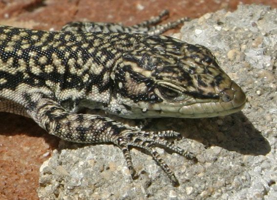 Moroccan Rock Lizard ( Scelarcis perspicillata ) with closed spectacled ...