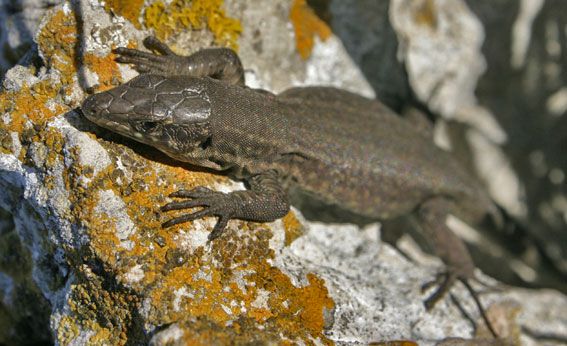 Lilford’s Wall Lizard ( Podarcis lilfordi )