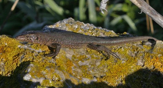 Lilford’s Wall Lizard ( Podarcis lilfordi )
