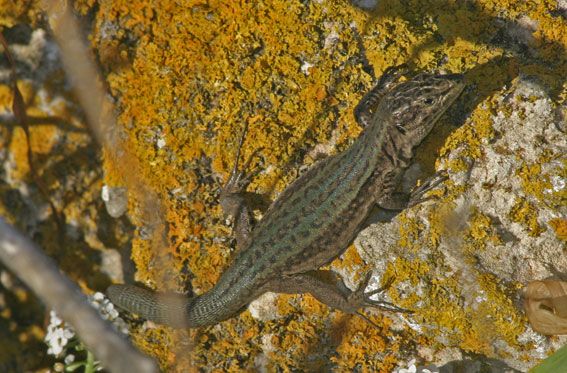 Lilford’s Wall Lizard ( Podarcis lilfordi )