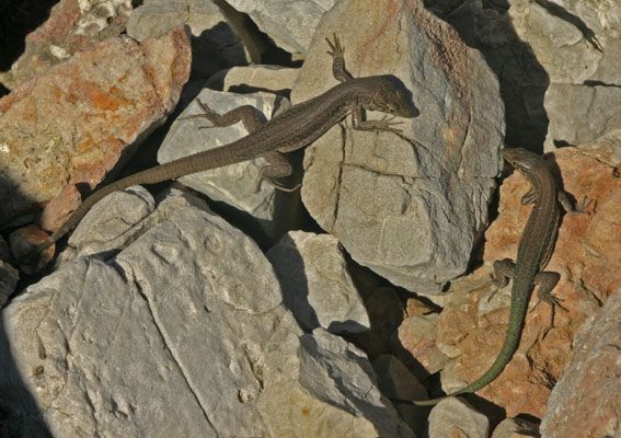 lizard conversation