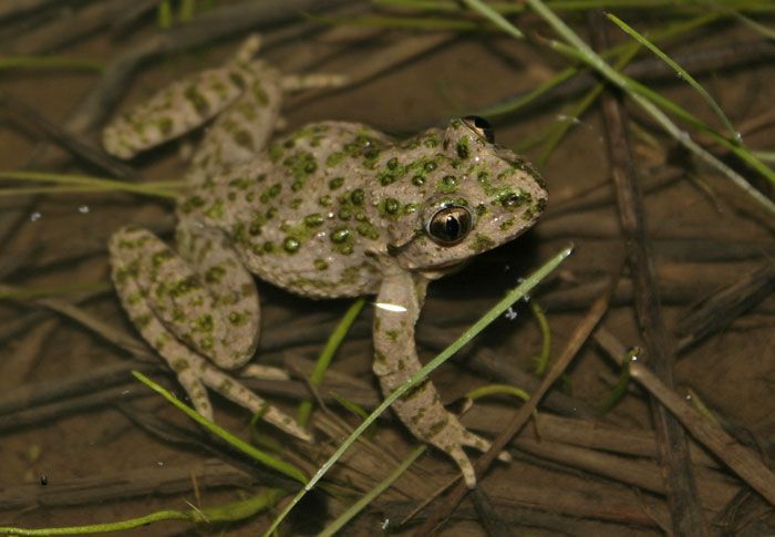 Parsley Frog sp. ( Pelodytes sp. nov.)