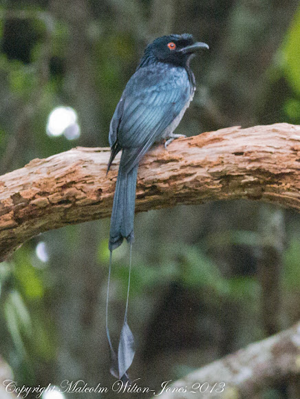 Racket-tailed Drongo | Project Noah