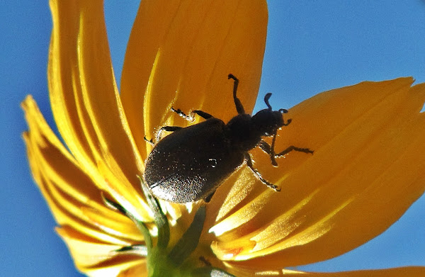 Bicho capixaba | Project Noah