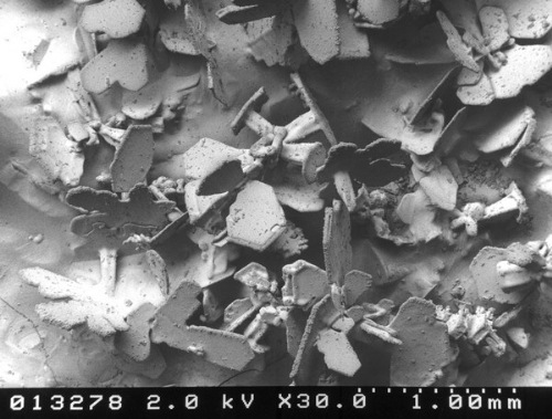 Snow under the electron microscope | Amusing Planet