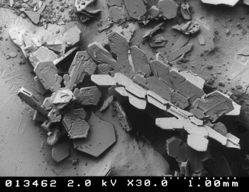 Snow under the electron microscope | Amusing Planet