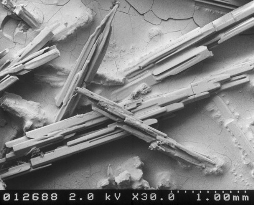 Snow under the electron microscope | Amusing Planet