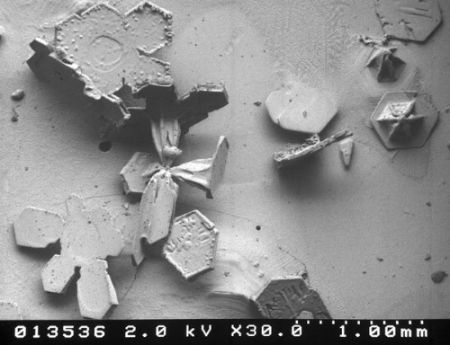 Snow under the electron microscope | Amusing Planet