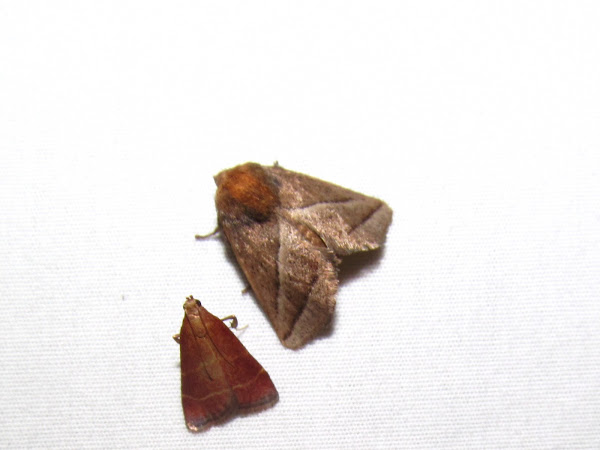 Nason's Slug Moth | Project Noah