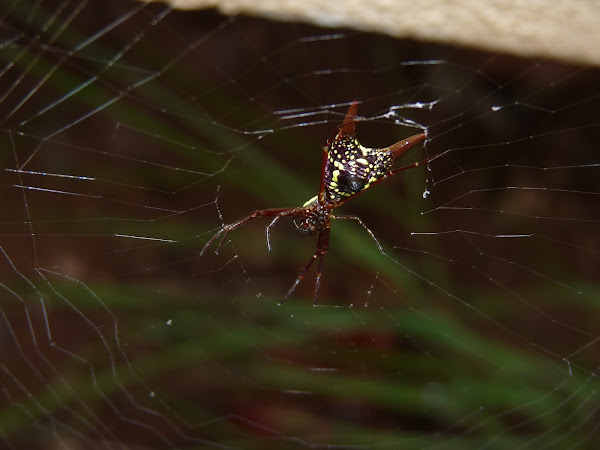 Horned Spider | Project Noah