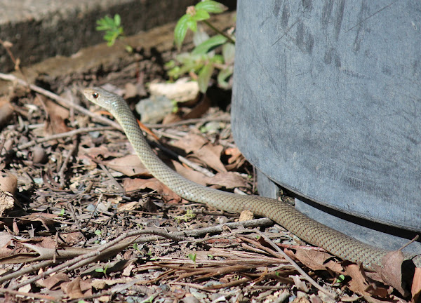 Yellow-faced Whip-Snake | Project Noah