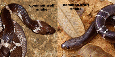 Backyard Herping: how to differentiate between common Indian Krait and ...