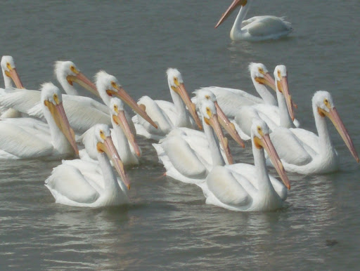 Pesca Costera Mexico: Algunas Imágenes de la Fauna de la Costa del ...