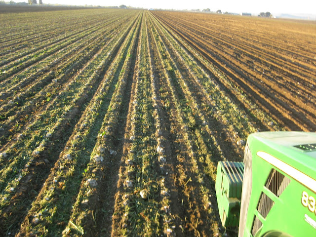 Viewing a thread - Harvest pics. Not the usual corn n beans