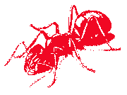 Pourquoi les fourmis rouges piquent-elles ? : Gnès