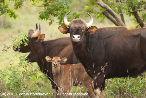 Varun's Photography Blog: Great Indian Gaurs