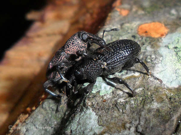 Weevils | Project Noah