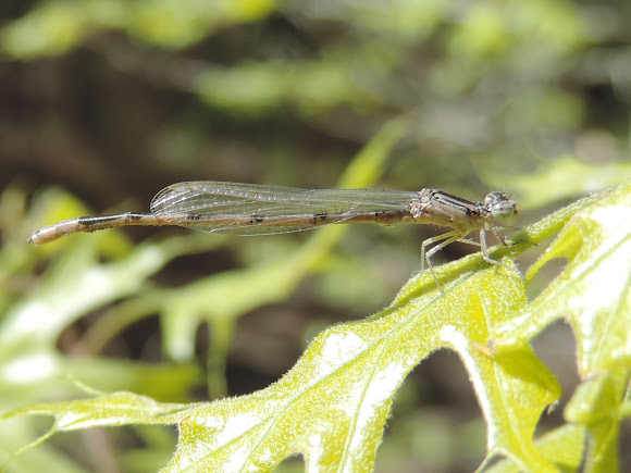 Variable Dancer Damselfly | Project Noah