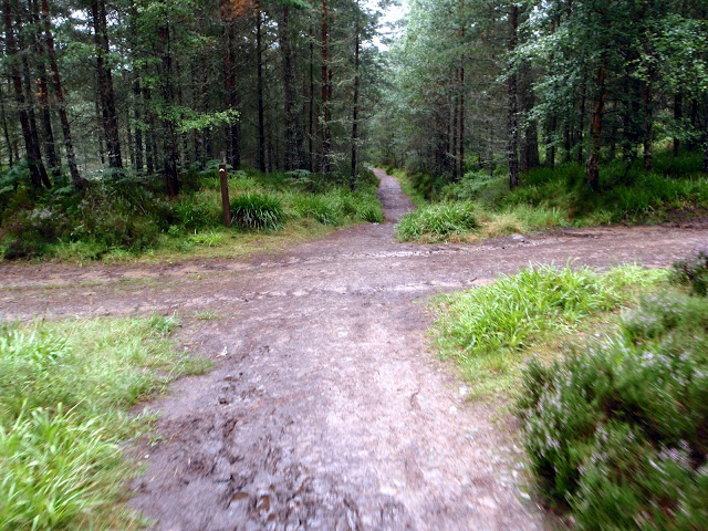 Walk Report - Fyrish Monument, near Alness (Cnoc Fyrish) • Walkhighlands