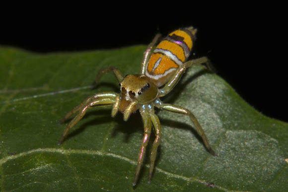 Green Tree Ant Spider (male) | Project Noah