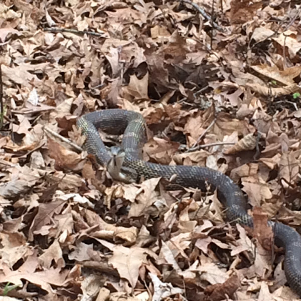 Snake | Project Noah