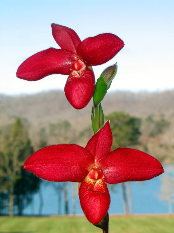 Phrag. Jason Fischer | Slippertalk Orchid Forum