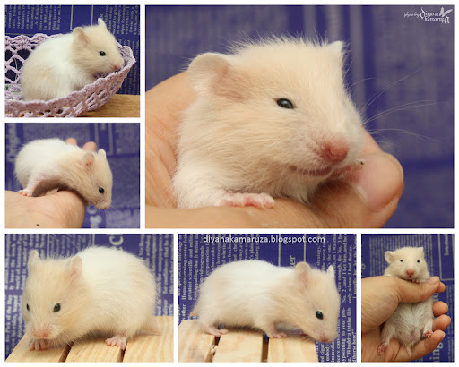Diyana's Pets: SOLD: New Born Baby Hamsters