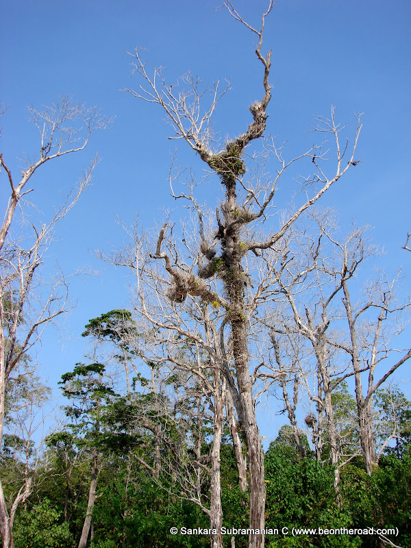 Parasite ridden tropical trees! - Be On The Road | Live your Travel Dream!