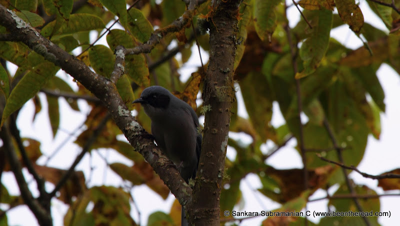 Beautiful Sibia from Eaglenest Wildlife Sanctuary, Arunachal Pradesh ...