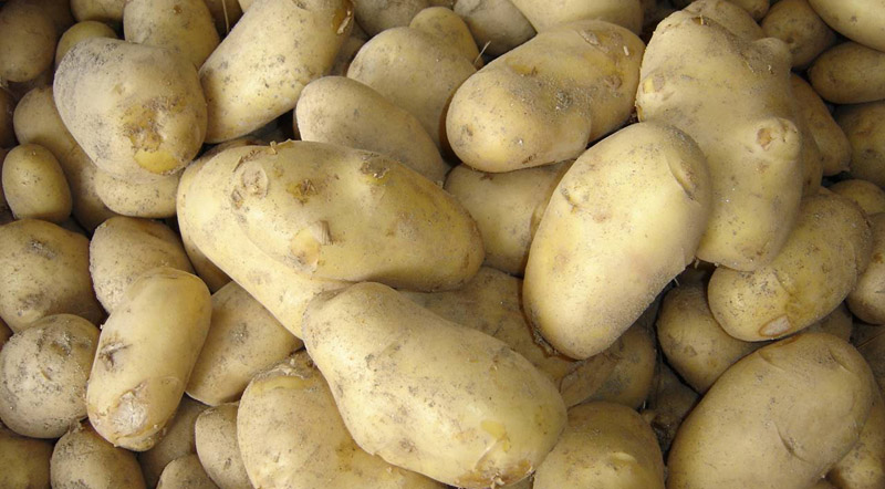 A Lógica da Batota… perdão, da Batata – Catarse