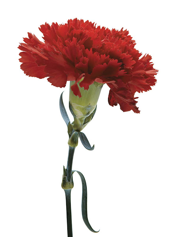 "CANTIGUEIRO": Um cravo