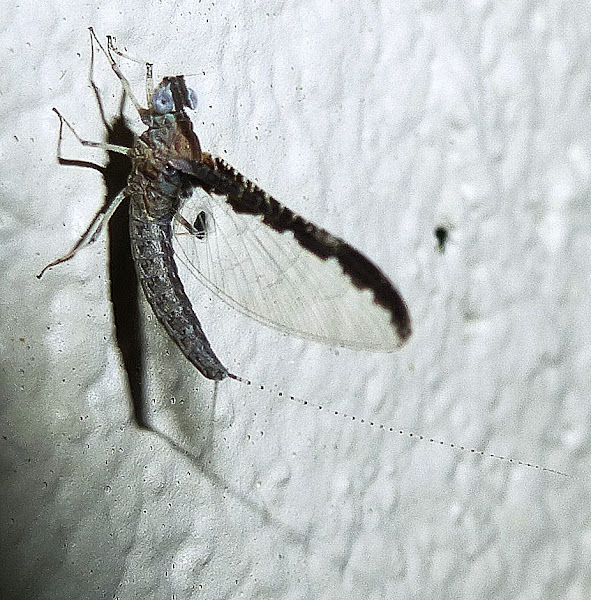 Small Minnow Mayfly | Project Noah