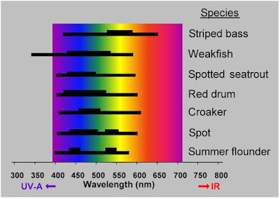 Can fish distinguish color? - Page 2