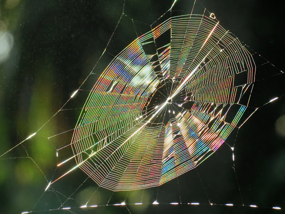 Spiny orb weaver web | Project Noah