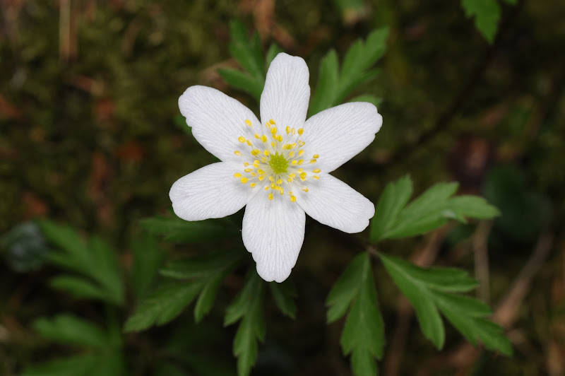 which macro lens with R1C1 lighting system? | DPReview Forums