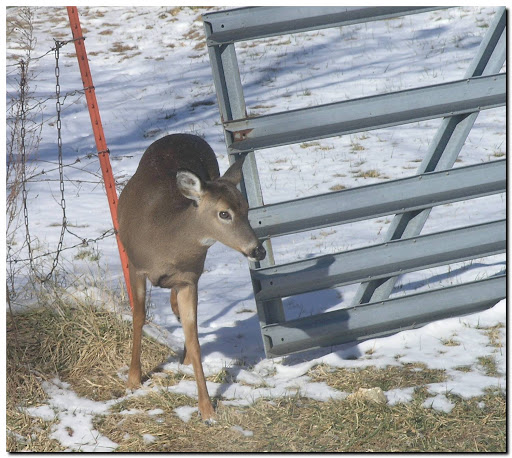 Nature in the Ozarks: Camera Critters: Whitetail Deer Doe