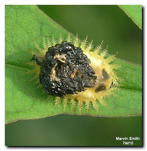 Nature in the Ozarks: Macro Monday: Tortoise Beetle Larva (Charidotella sp)